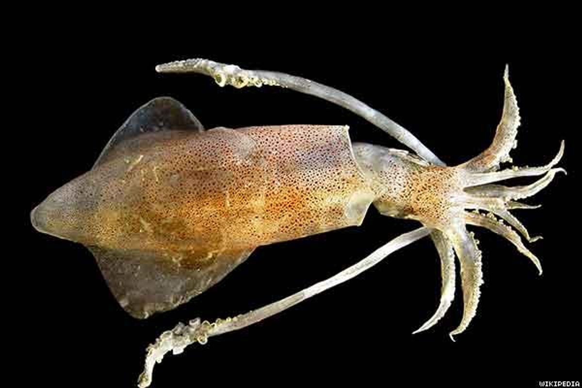10. Deep-Sea Squid
