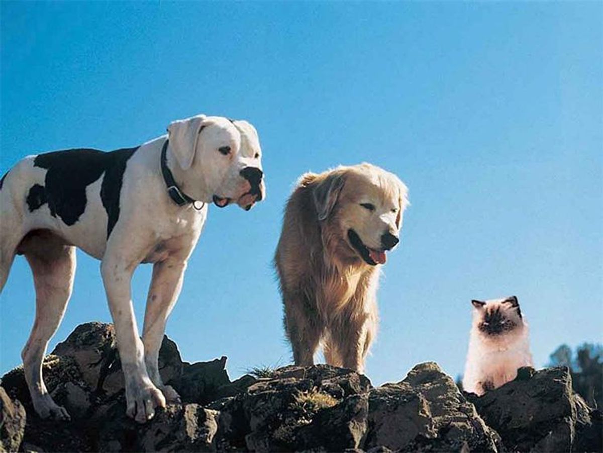 5 Pet Movies That Will Probably Make You Cry