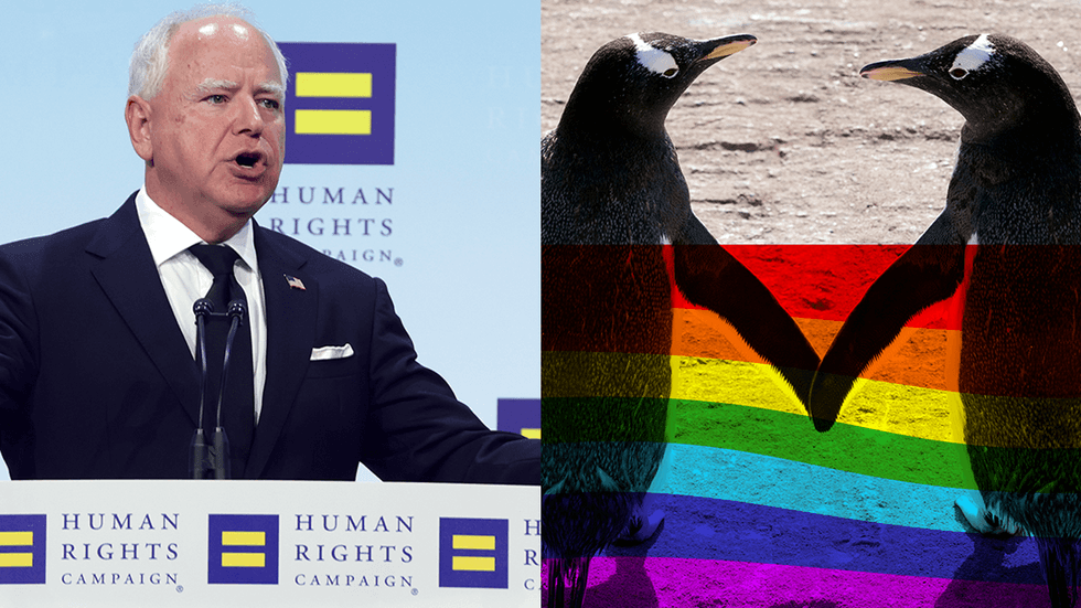 Tim Walz ROASTS conservatives over gay penguin panic