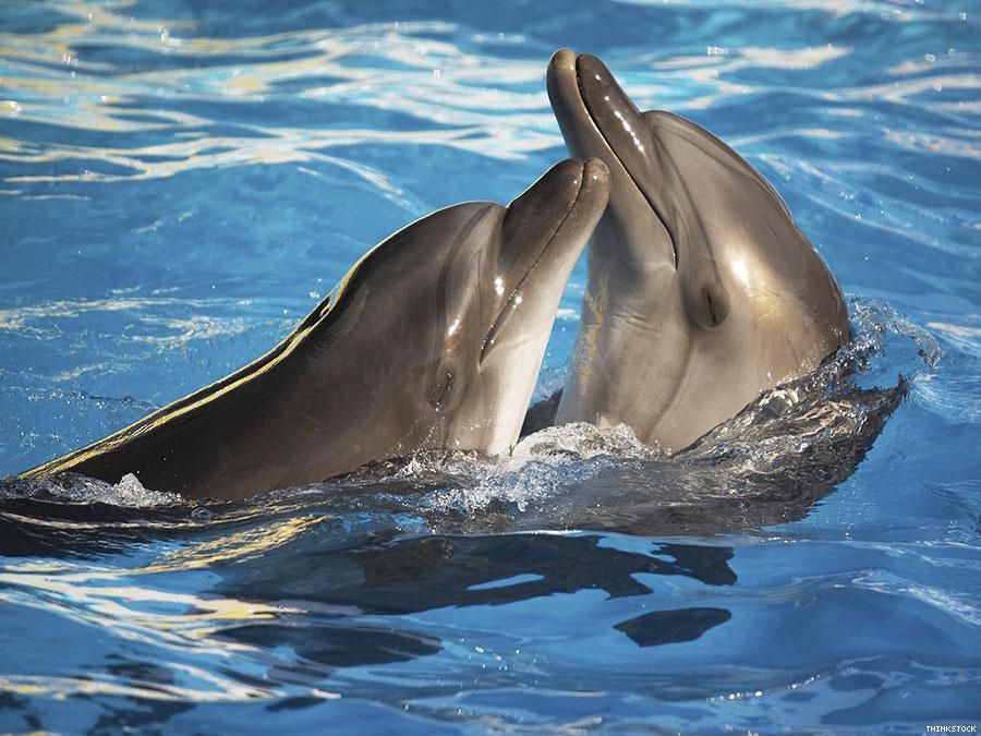 5 Female Animals You Didn't Know Are Proudly Queer