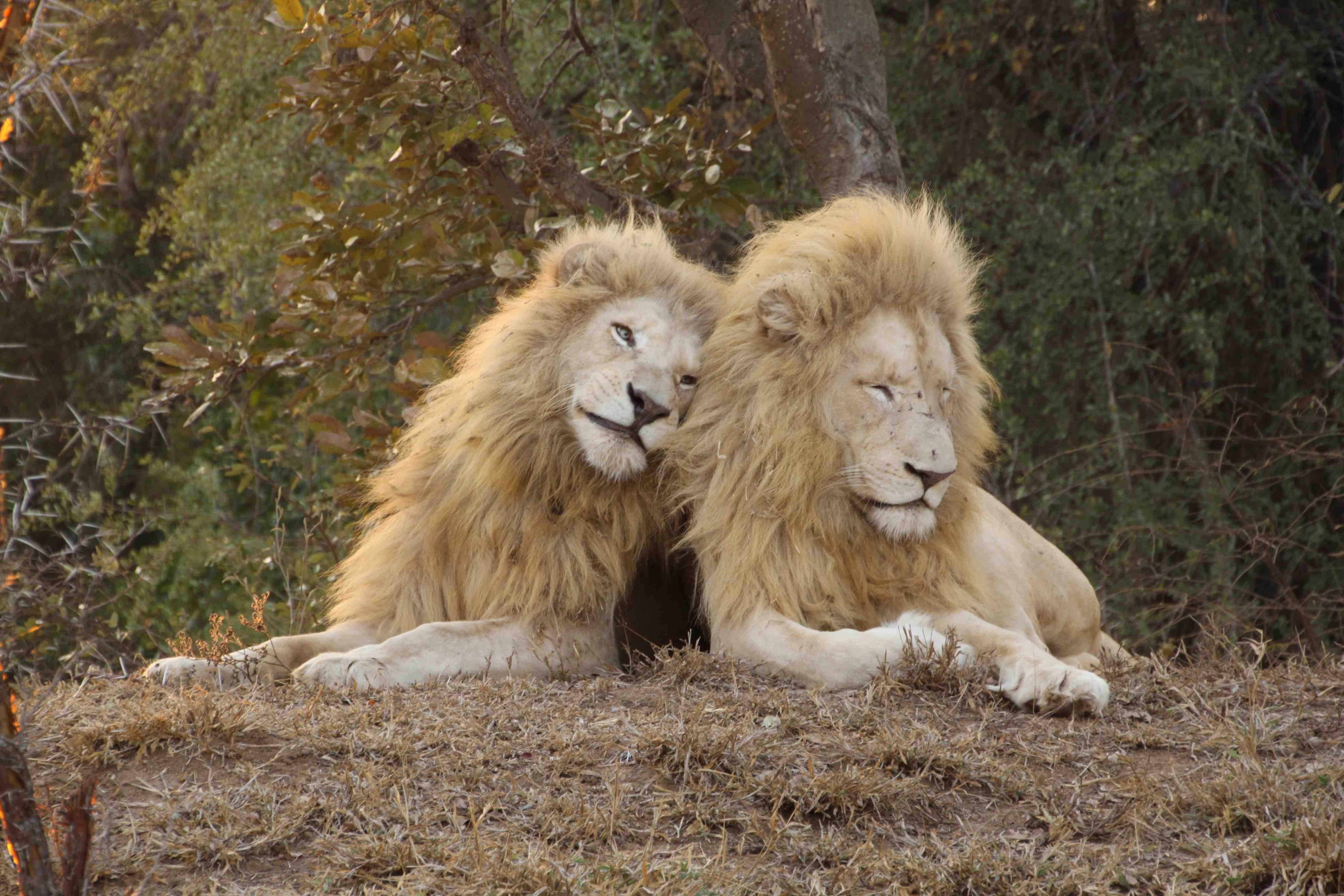 Lion Cuddle Wallpapers Pictures