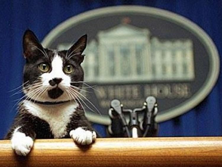 We Present the Presidential Candidates as Cats