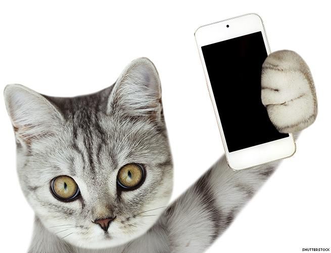 We Present the Presidential Candidates as Cats