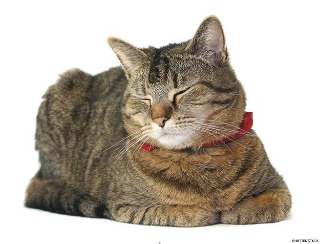 We Present the Presidential Candidates as Cats