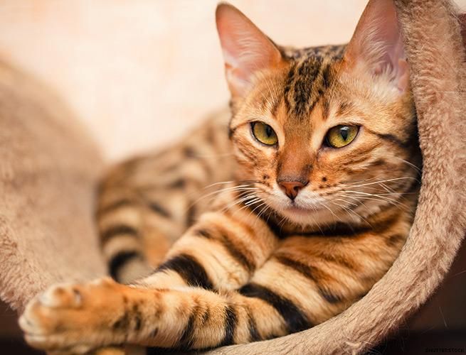 We Present the Presidential Candidates as Cats