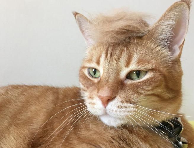 We Present the Presidential Candidates as Cats