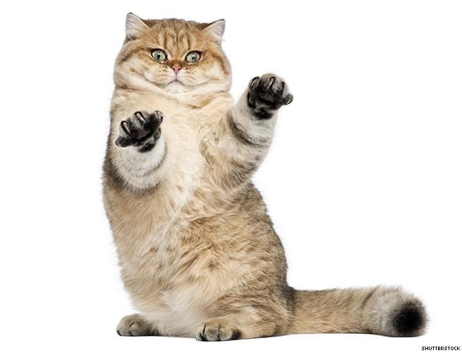 We Present the Presidential Candidates as Cats