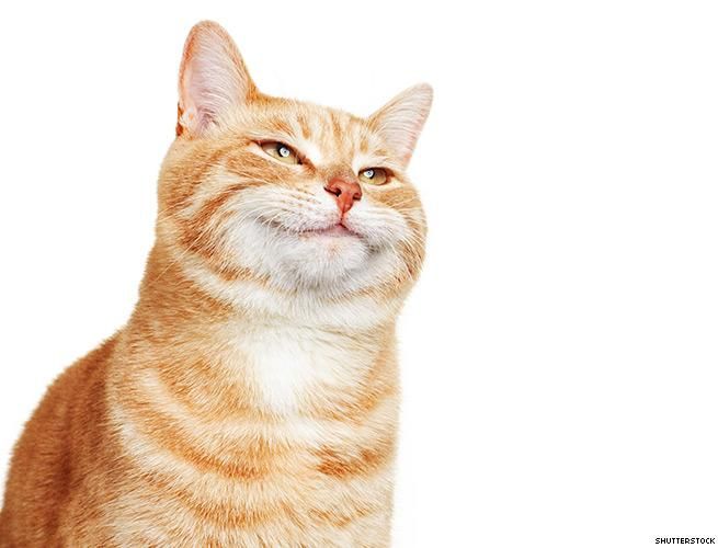 We Present the Presidential Candidates as Cats