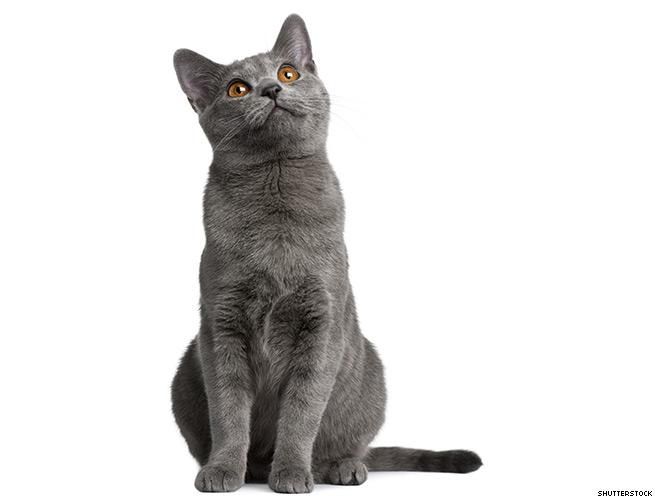 We Present the Presidential Candidates as Cats