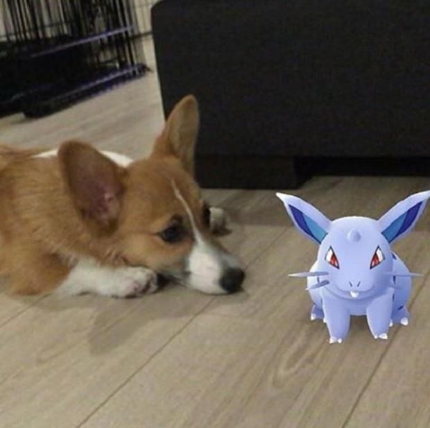 This Instagram Combines Your Two Favorite Things: Corgis and PokemonGo