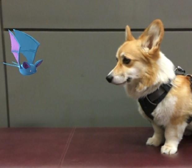 This Instagram Combines Your Two Favorite Things: Corgis and PokemonGo