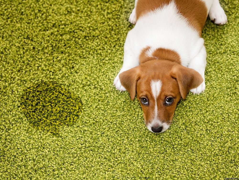 9 Reasons Your Next Boyfriend Must Love Dogs